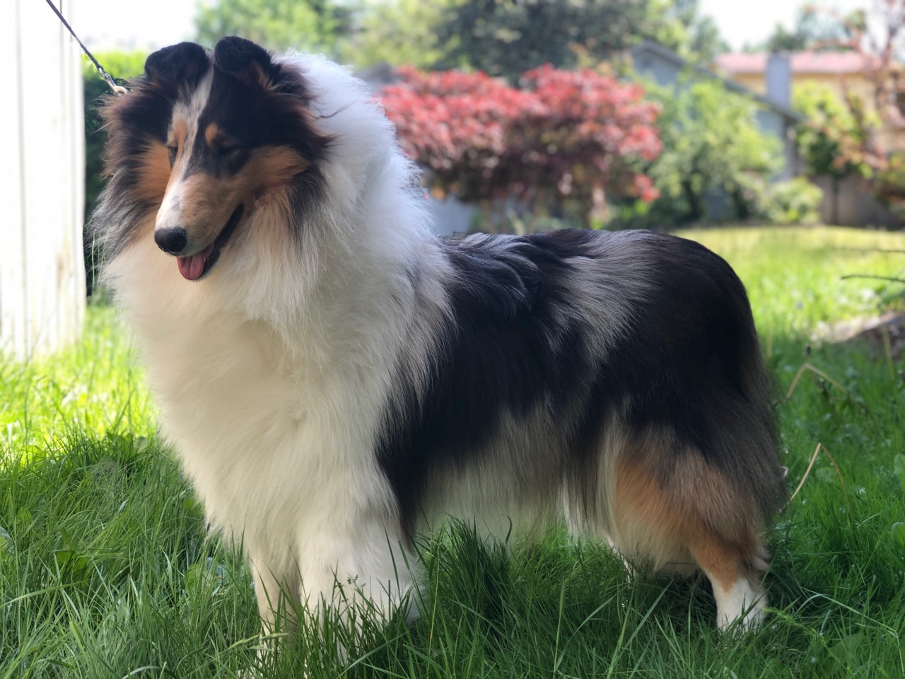 Aurealis Reminiscence