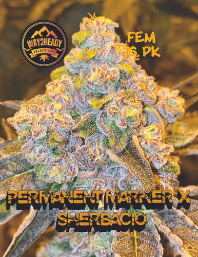 PERMANENT MARKER X SHERBACIO | W2H