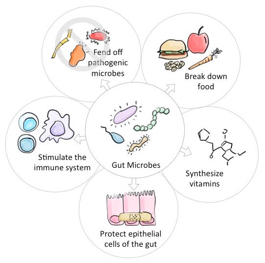 THE BENEFITS OF MICROBES TO HUMANS