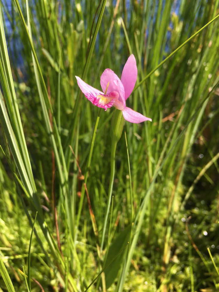 Native orchids, carnivorous plants, and fens, oh my!