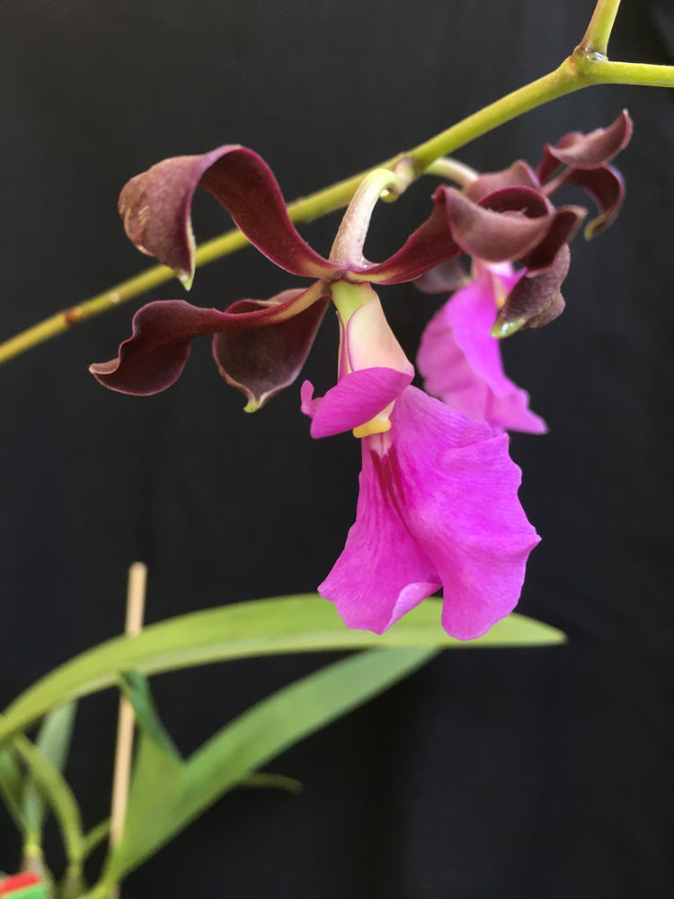 Encyclia cordigera