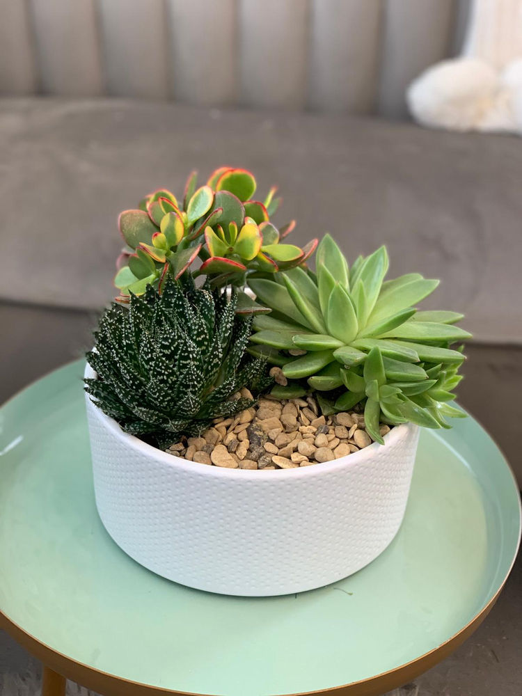 DIY Coffee Table Planter