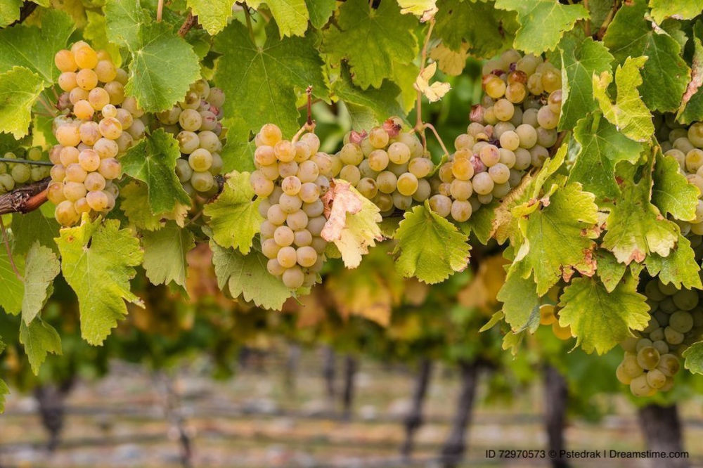 Chardonnay Taste Profile