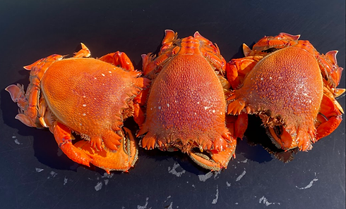 Spanner Crab | Ocean Pacific Seafoods