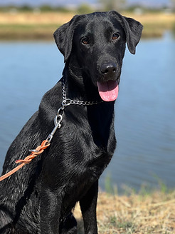 Hightest Kennels | Trained Labradors For Sale