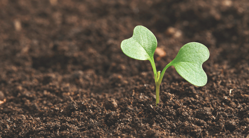 Elemento TERRA e seus Atributos