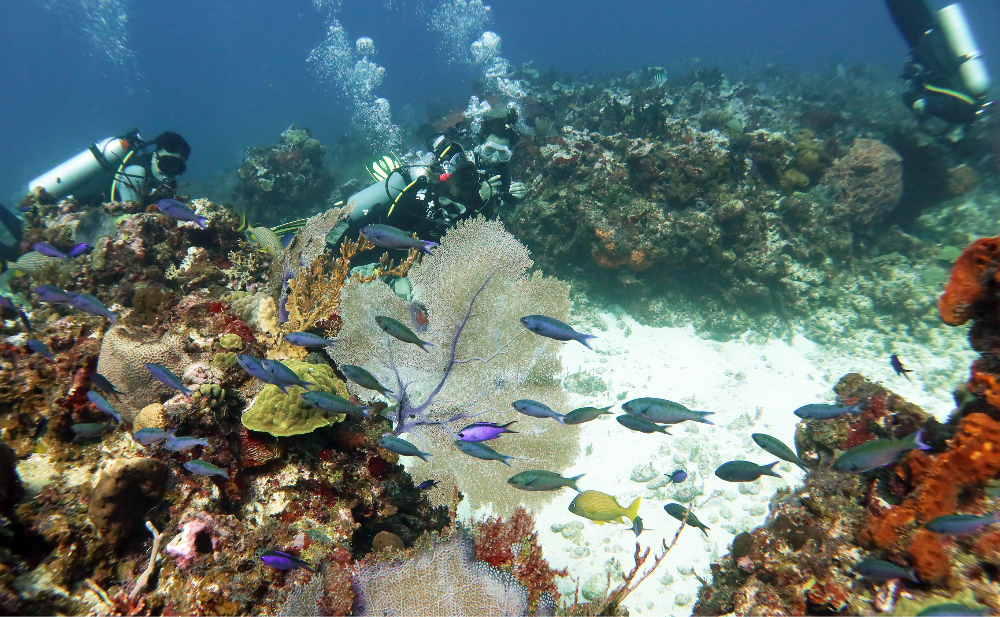 GRAMPIN | Pocna Dive Center