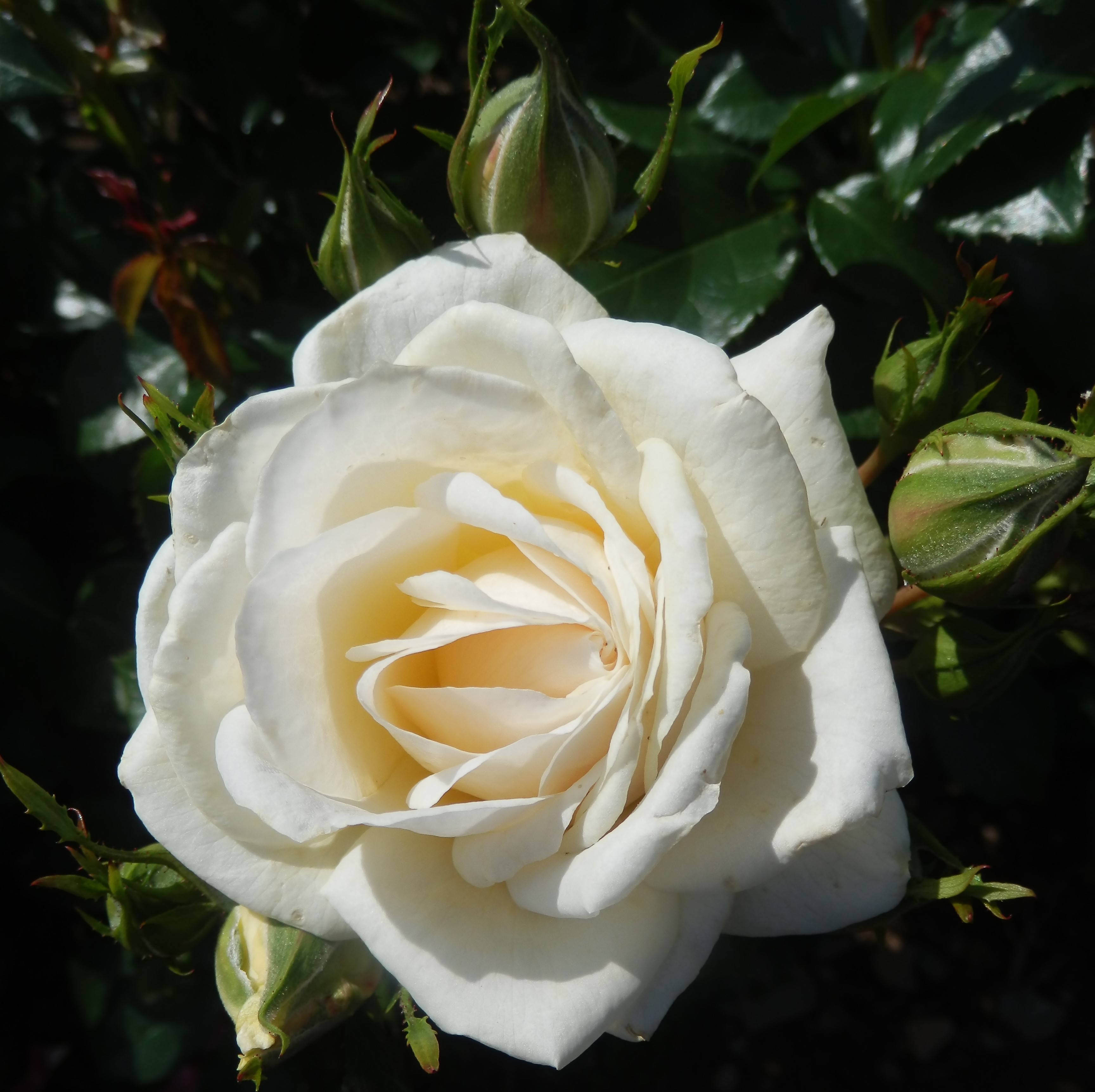Rose Naming Opportunitites | Dickson Roses | United Kingdom