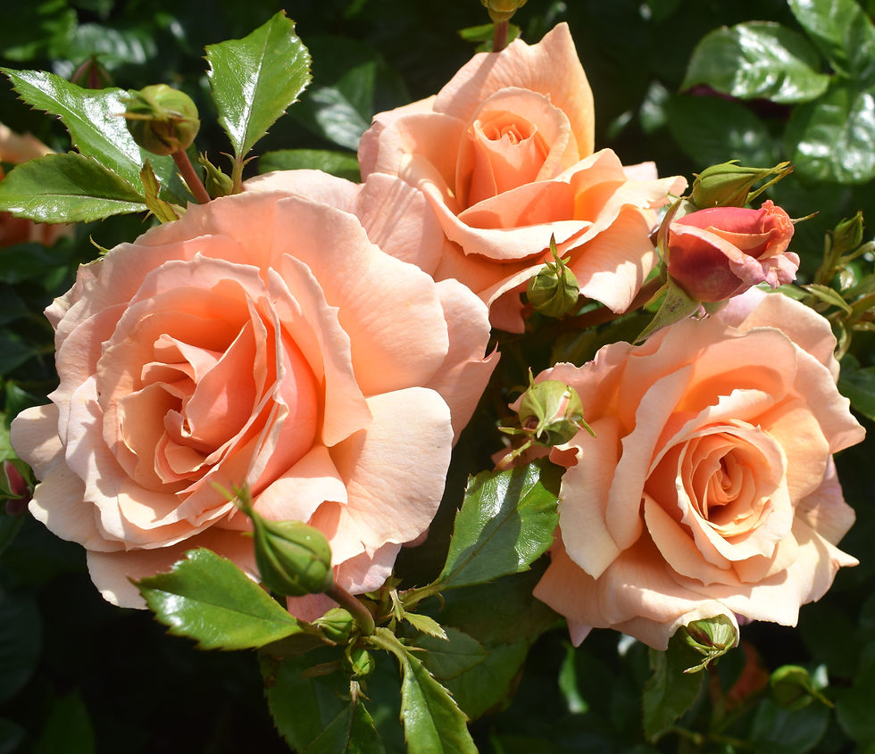Rose Naming Opportunitites | Dickson Roses | United Kingdom