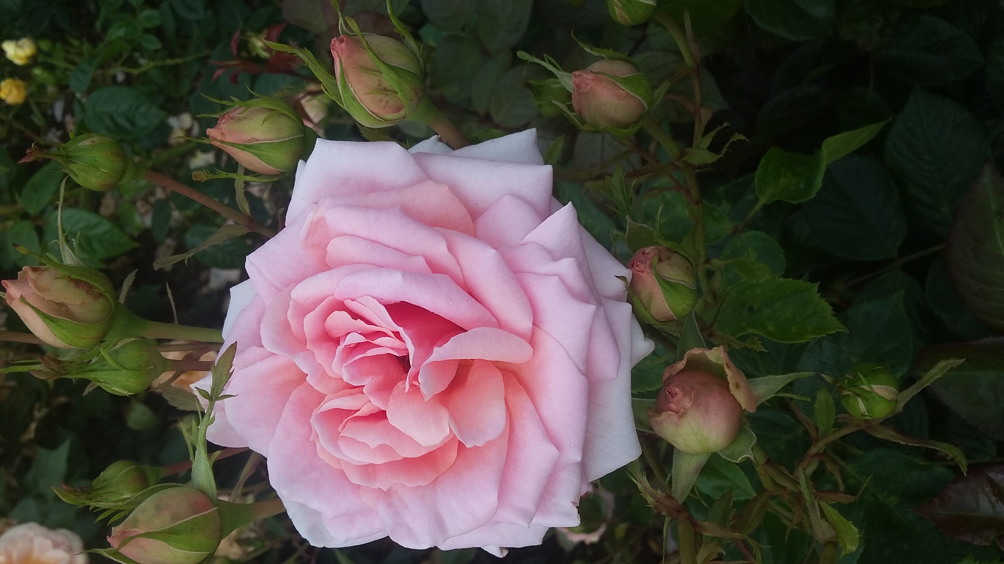 Rose Naming Opportunitites | Dickson Roses | United Kingdom