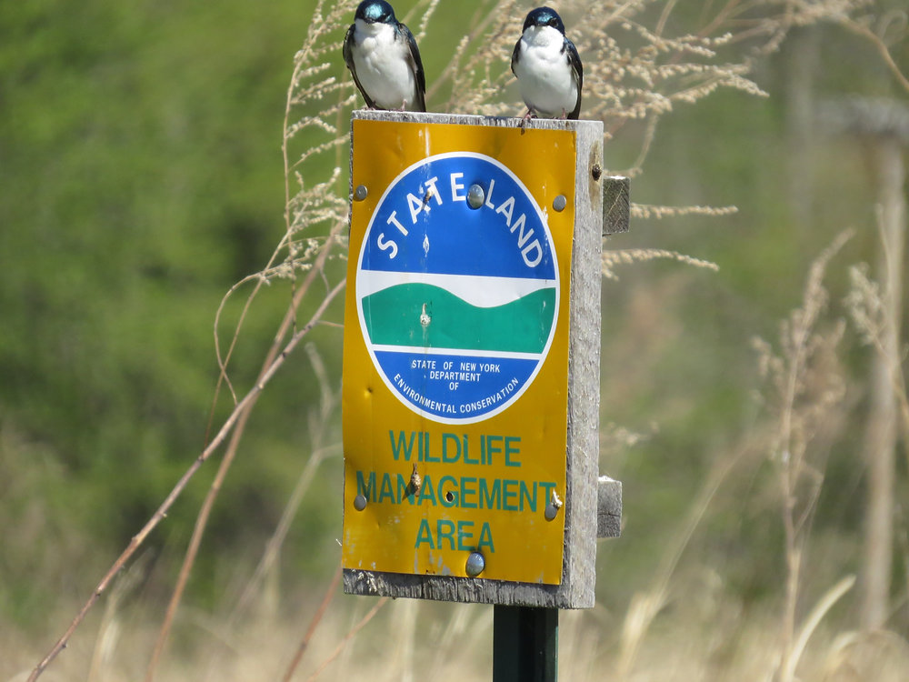 Northern Montezuma Wetlands 4/13/25