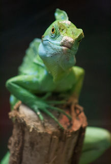 green basilisk lizard