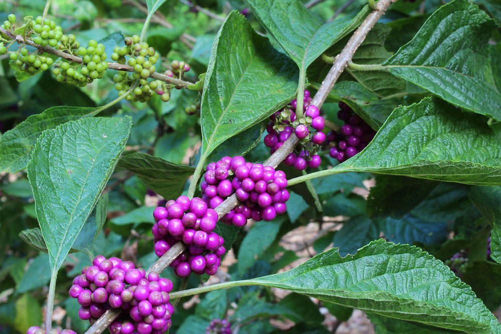 Native Beautyberry Varieties for Atlanta-Area Gardens