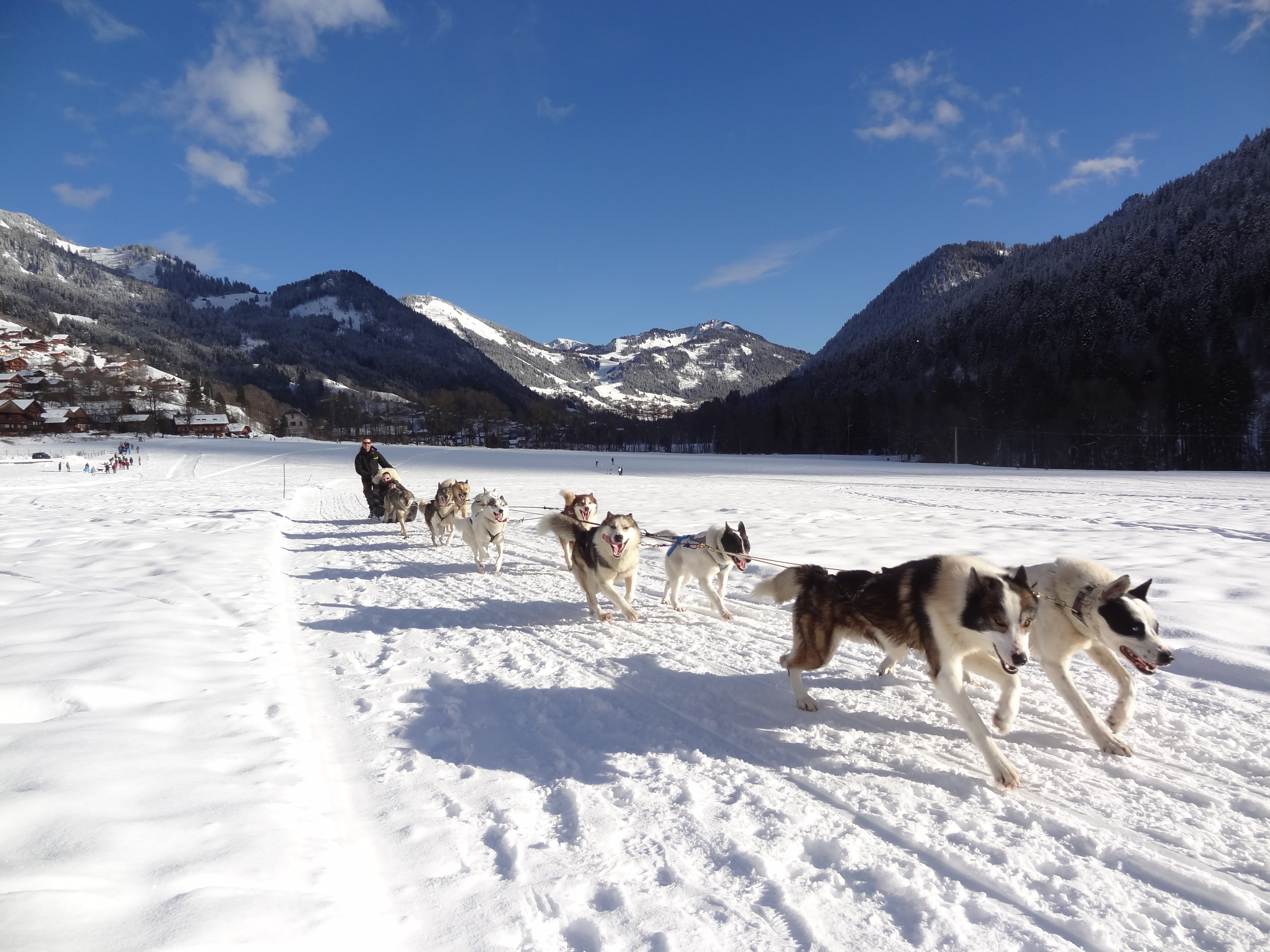 Haute Savoie | A ton étoile : Chien de traîneau, Haute-Savoie | France