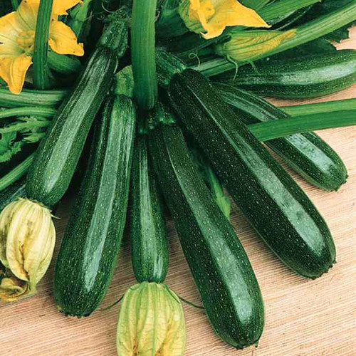 Courgette 500g | Jardins Du Bordelas