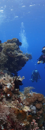 Nautika Dive Alor | PADI Dive Resort In Alor, Indonesia