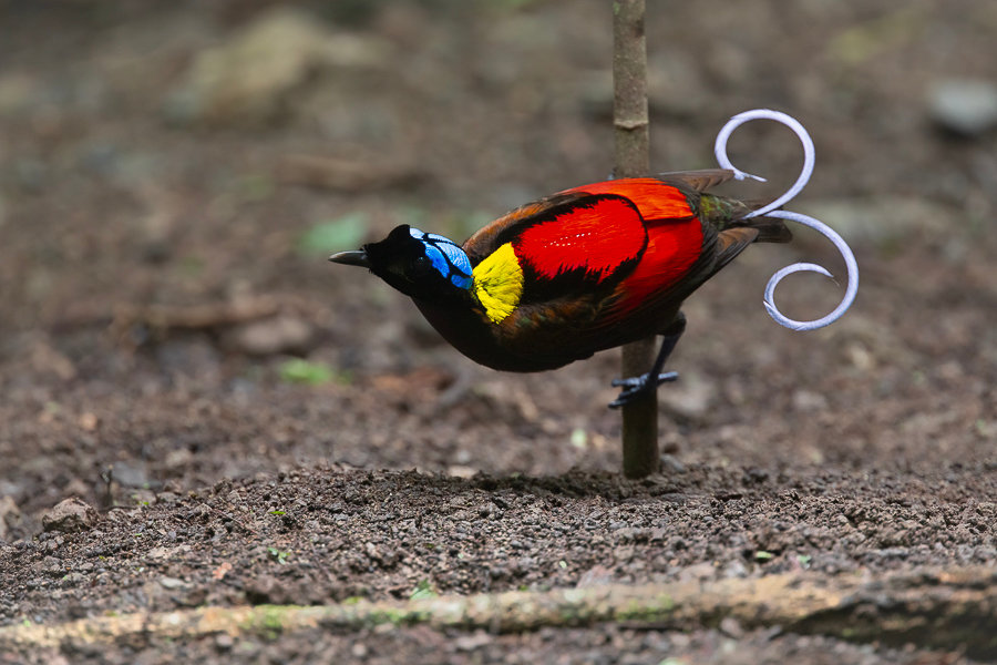Indonesia: Vogelkop West Papua Birding Tour | Ornis