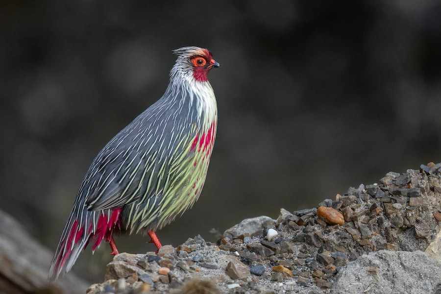 China: Sichuan Bird Tour | Ornis