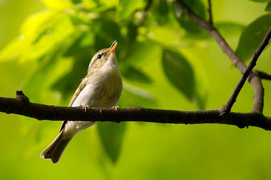 China: Sichuan Bird Tour | Ornis