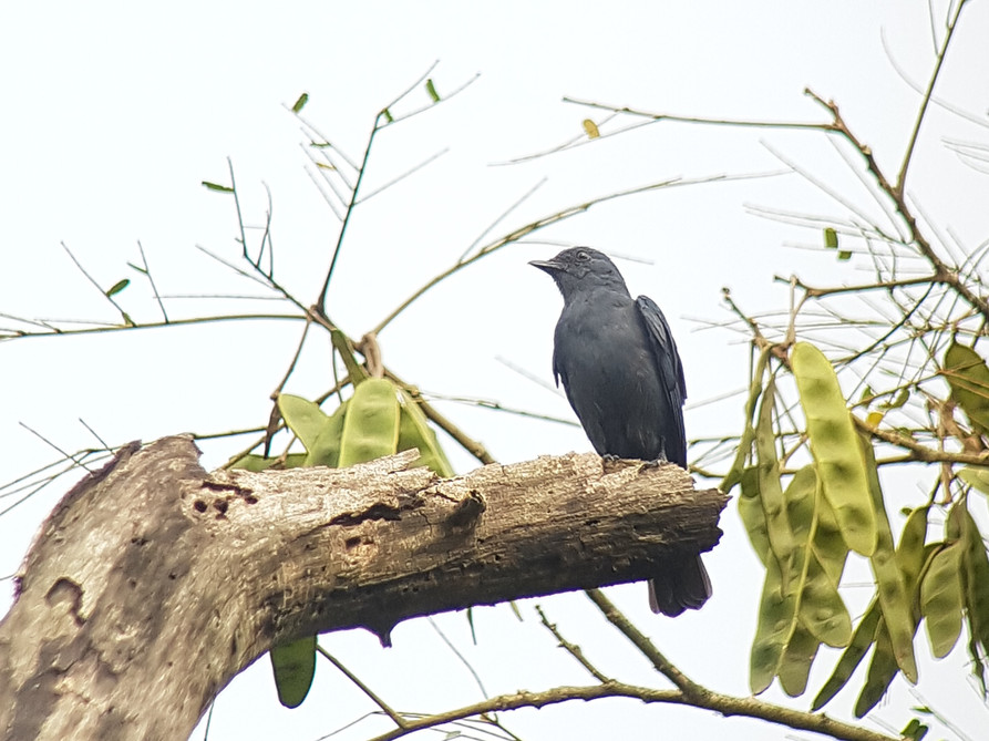 Sierra Leone & Liberia Bird Tour | Ornis