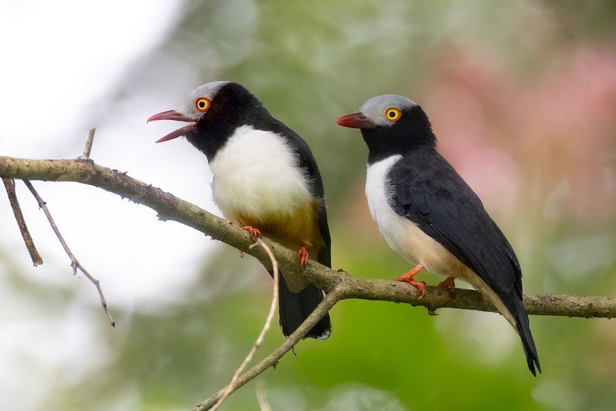 Sierra Leone & Liberia Bird Tour | Ornis
