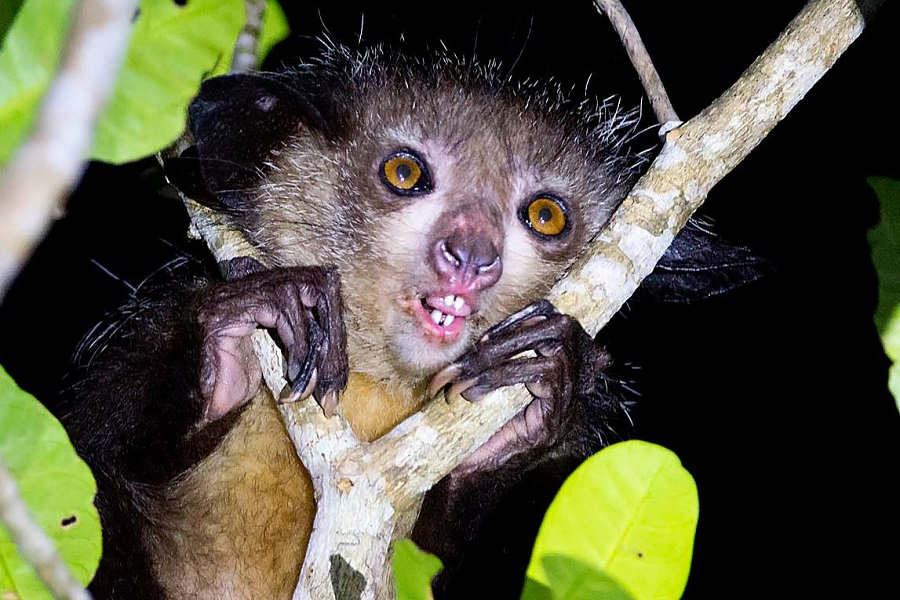 Madagascar: Special Bird Tour | Ornis