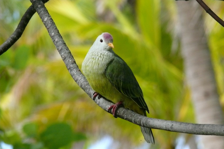 Eastern Polynesia Bird Tour | Ornis