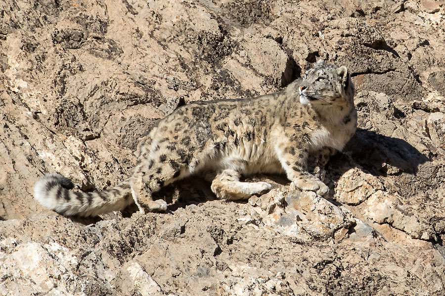 Mongolia: Snow Leopard, Pallas's Cat & Siberian Migrants Bird Tour | Ornis