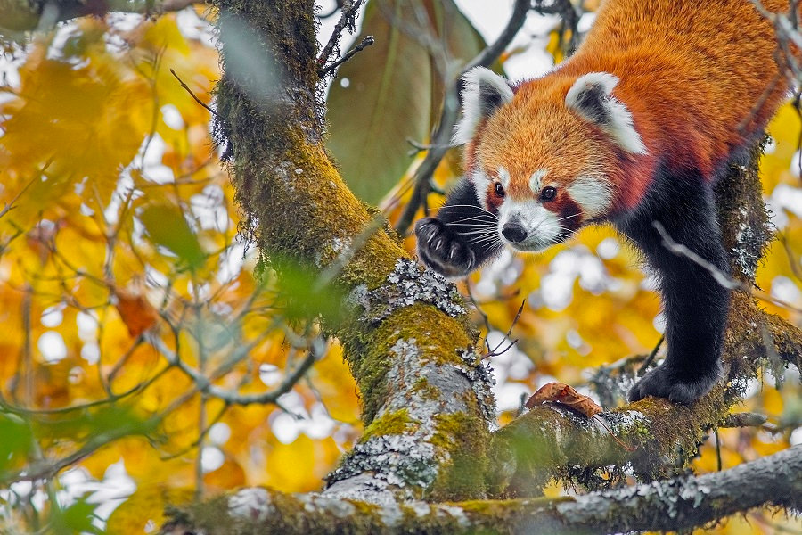 Nepal: Red Panda & Singalila Forest Bird Tour | Ornis