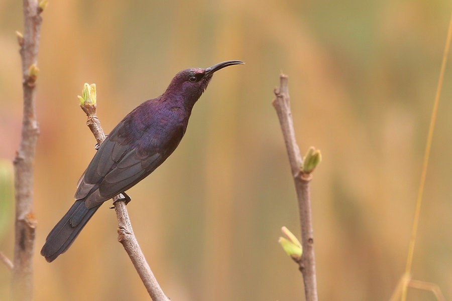 Angola Bird Tour | Ornis