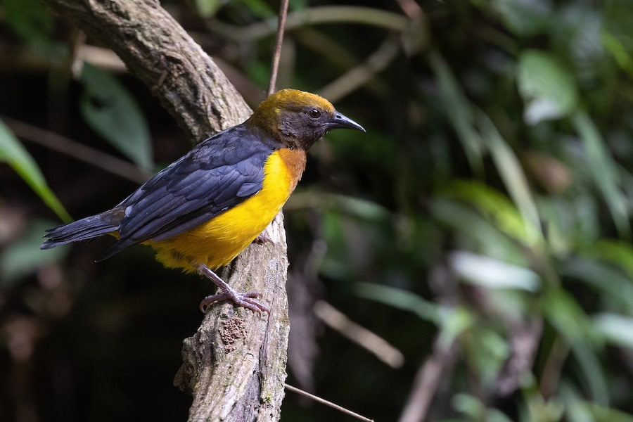 Tanzania: Eastern Arc Bird Tour | Ornis