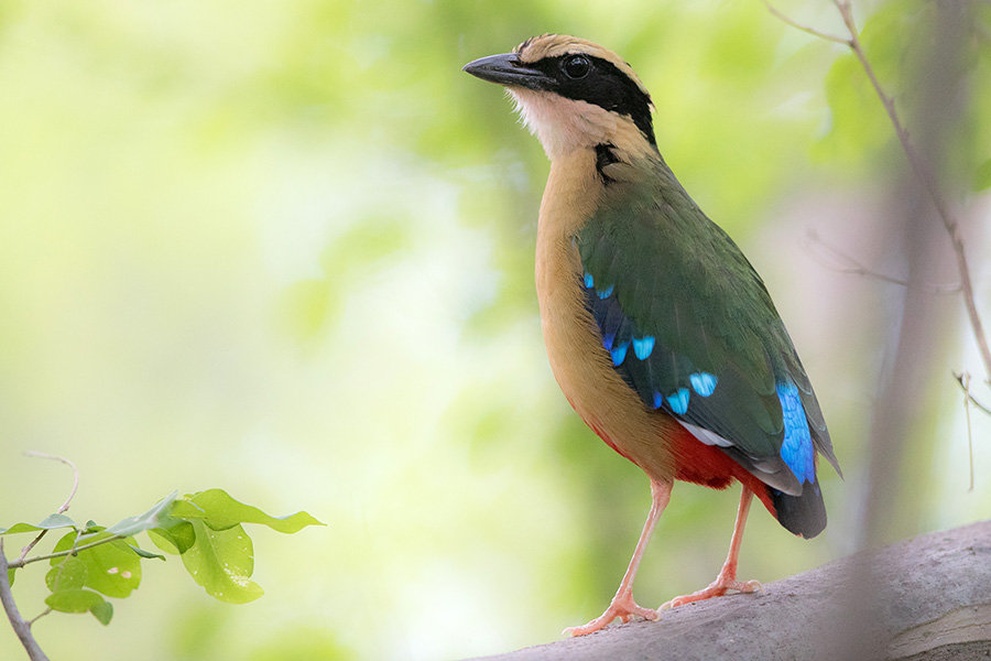 Zambia: African Pitta & Endemics Bird Tour | Ornis