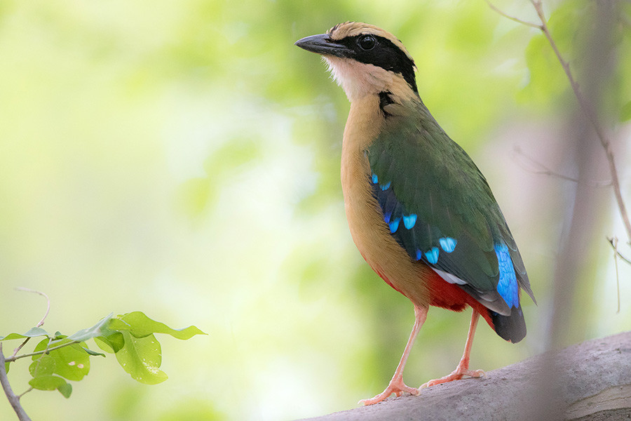 Zambia: African Pitta & Endemics Bird Tour | Ornis