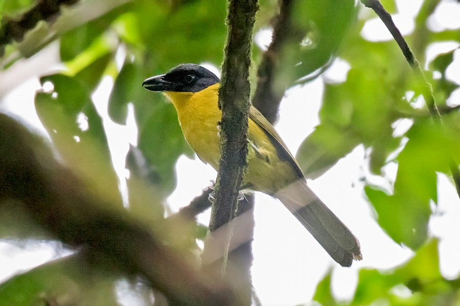 Tanzania: Eastern Arc Bird Tour | Ornis