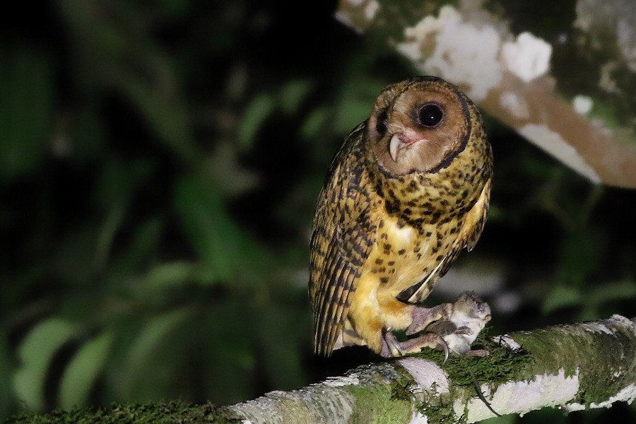 Papua New Guinea: Islands Bird Tour | Ornis
