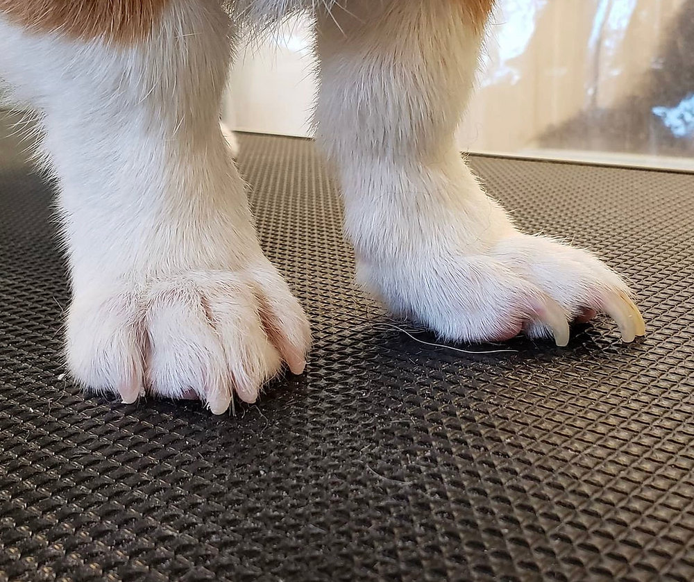 Click Clack, Tip Tap! How often should I be getting my pets nails trimmed?