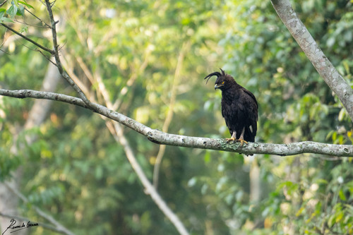 Long Crest | Rich Photography
