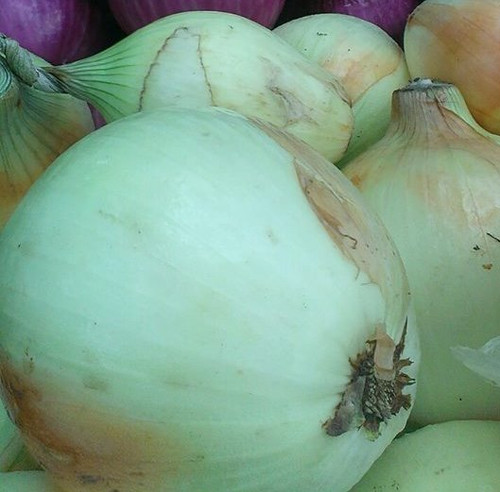 Small Yellow Onion | Mysite