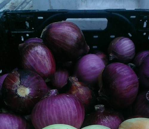 Small Red Onion | Mysite