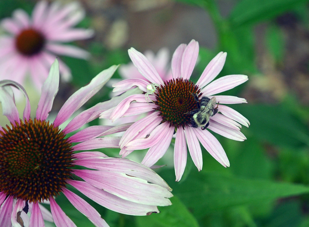What are the Best Seeds to Plant in Fall for a Thriving Summer Garden?