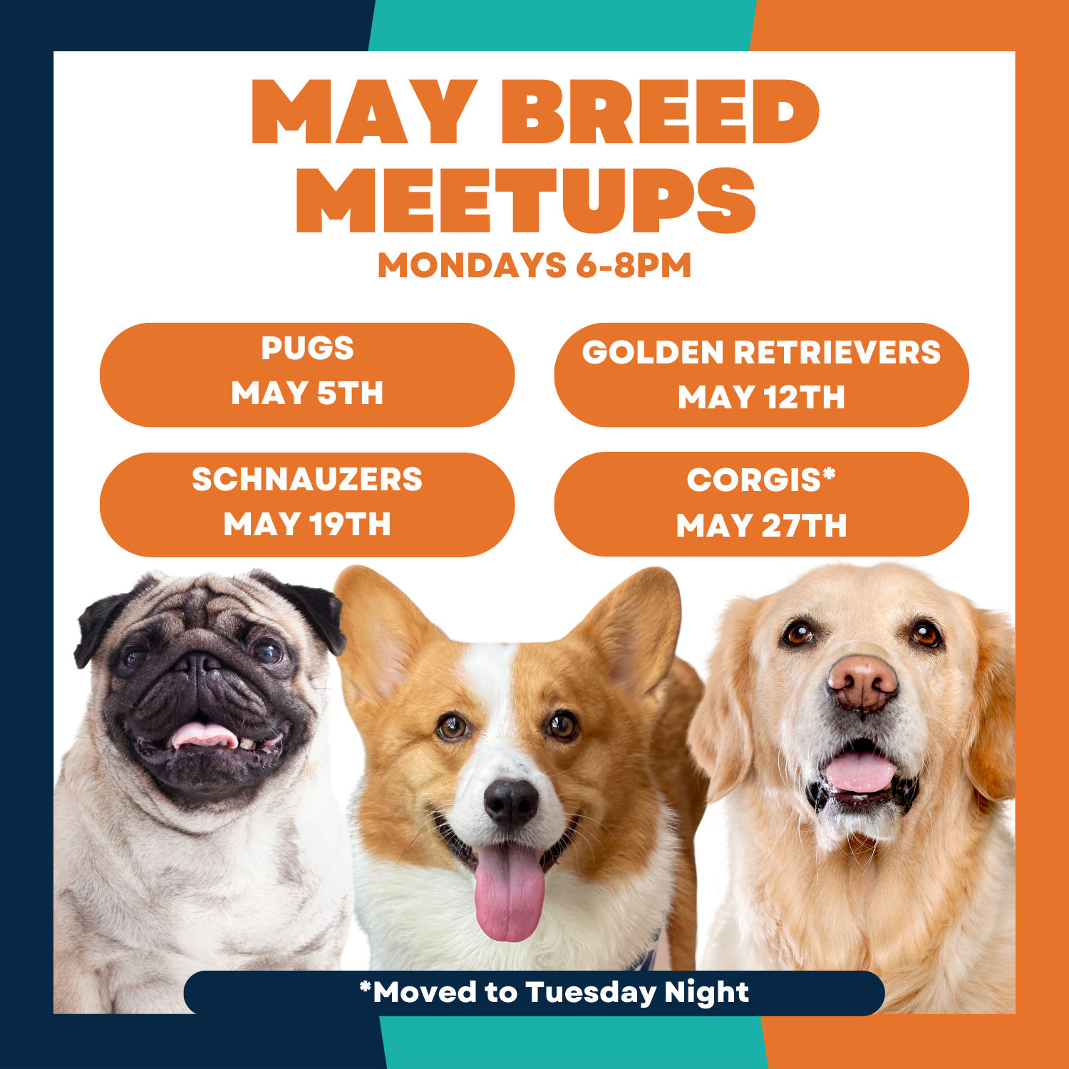 Golden Retriever Meetup | Brew Park Plymouth