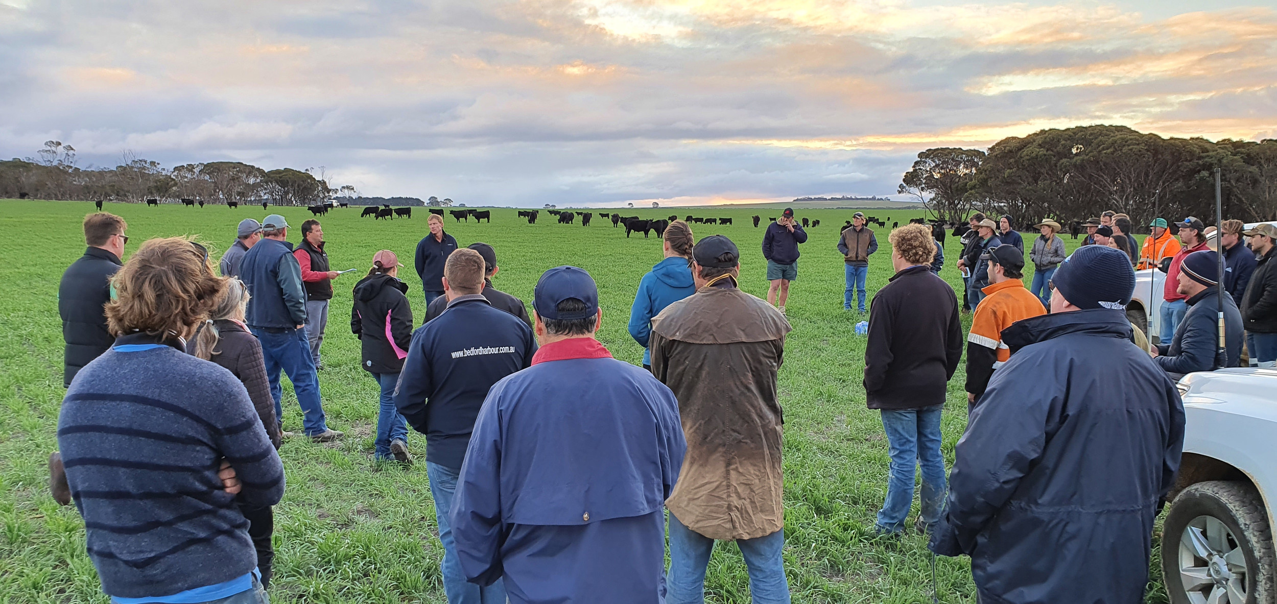 ASHEEP & BEEF | Esperance | Grower Group