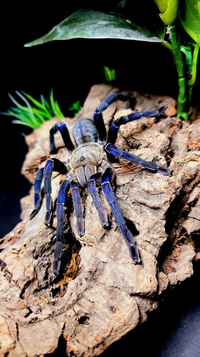 Cyriopagopus lividus (Cobalt Blue) .5" | Eight Deadly Sins