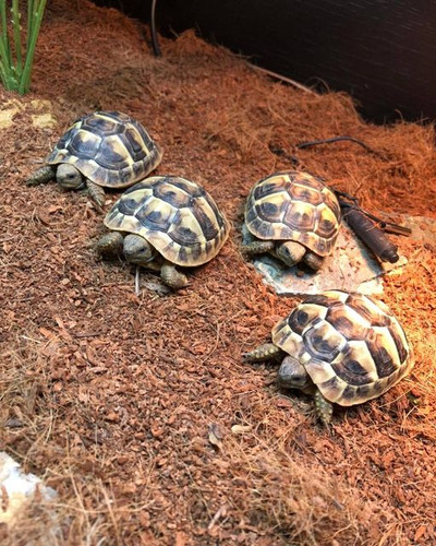 Tortoise List | Perry's Reptile Centre | UK Reptile Specialists