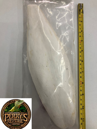 Cuttlefish / Cuttlebone 100g Bag | Perry's Reptile Centre | UK Reptile ...