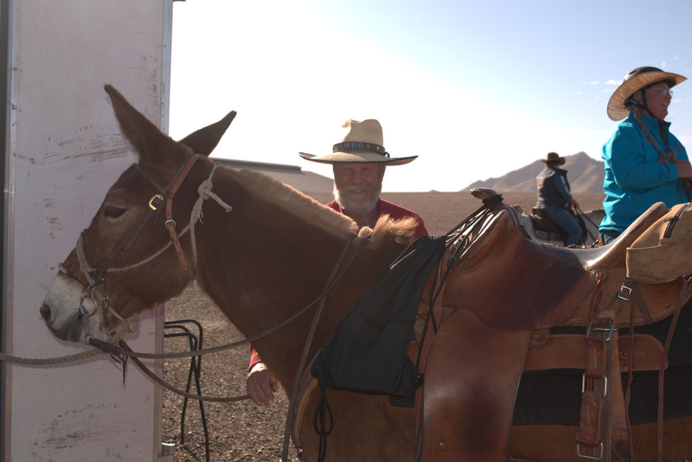 Mules in the American West