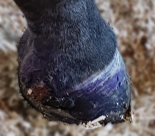 Animal Wound Healers Blu-Kote and Red-Kote: What's the Difference?