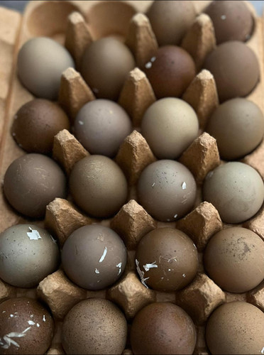 Moss eggers | The Humble Egg Farm