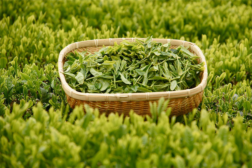 Chá verde, a quintessência da vida