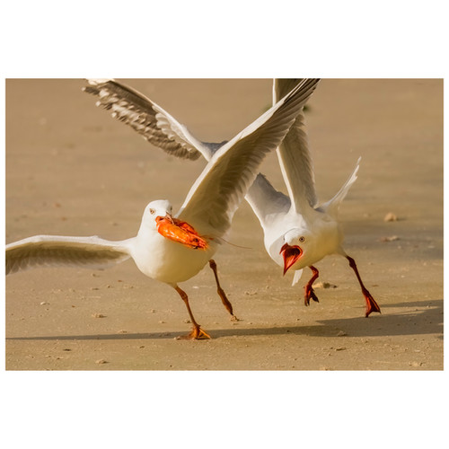 Not Sharing, photographed at Nelson Bay Beach by Jen Newman | Lion Studios